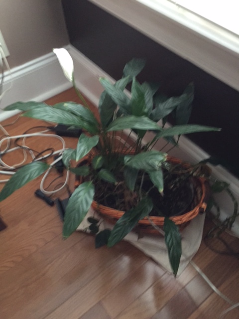 Plant Testimonials | LifeShield Laser